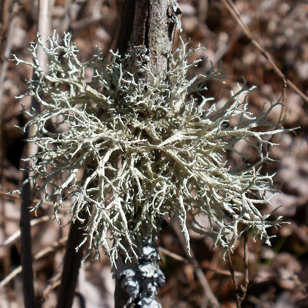 Nit Beard | Project Noah