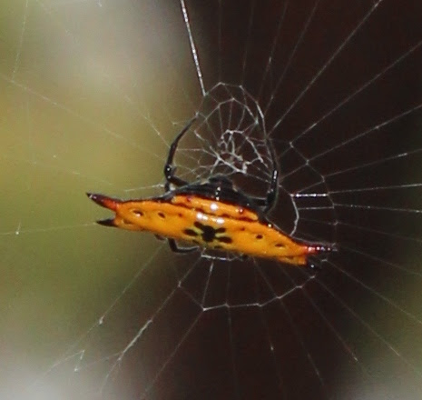 Four-spined Jewel Spider | Project Noah