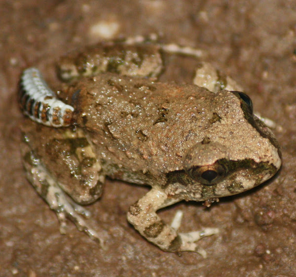 larval parasite on frog | Project Noah