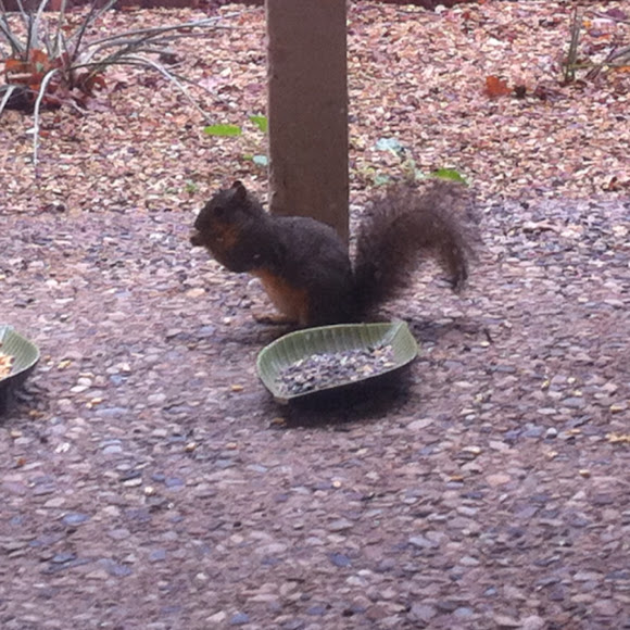 Eastern Fox Squirrel | Project Noah