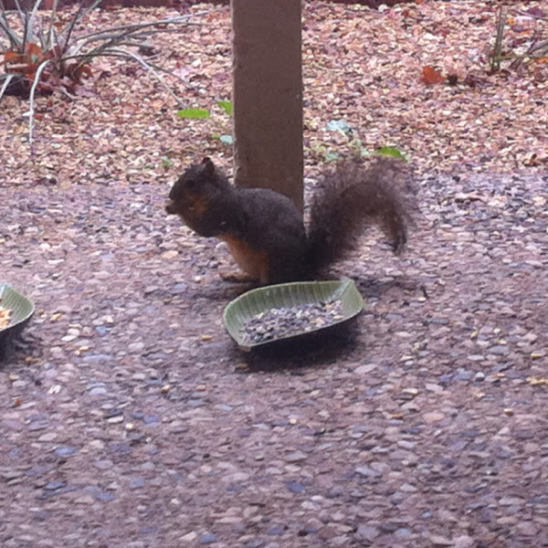 Eastern Fox Squirrel | Project Noah