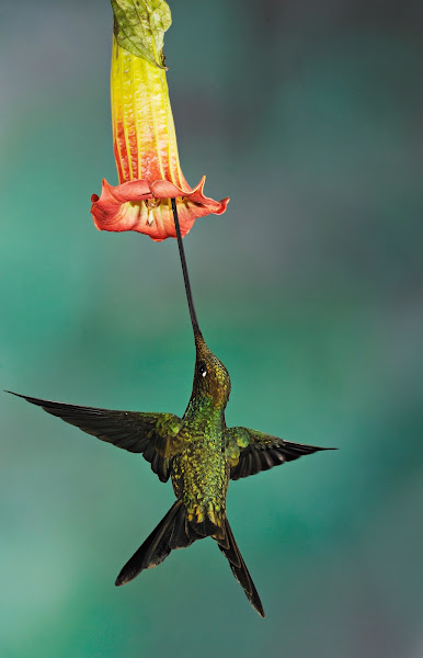 swordbill hummingbird | Project Noah