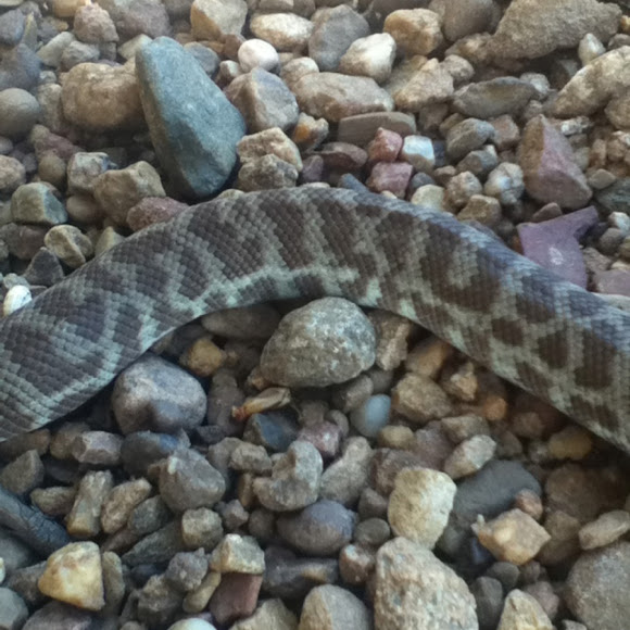 Stimson's python | Project Noah