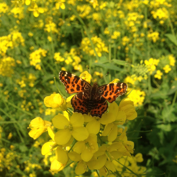 The map | Project Noah