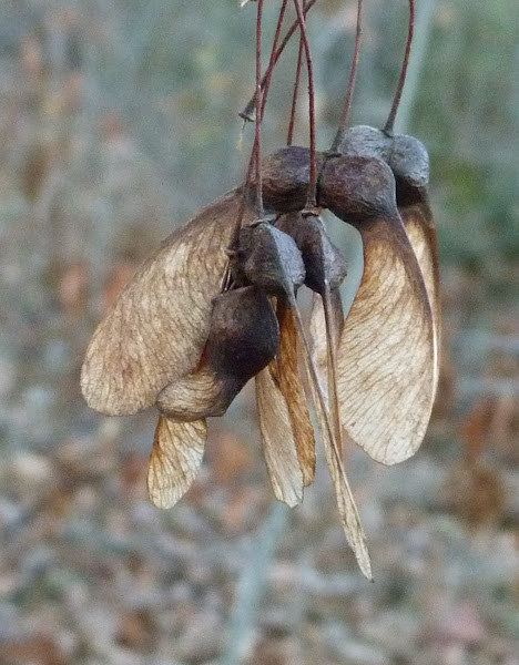 Maple seeds | Project Noah