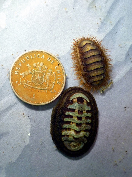 Chitons | Project Noah