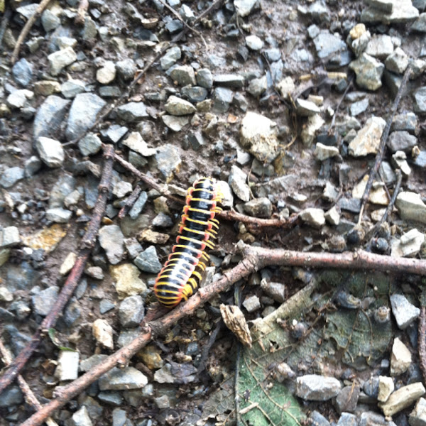 Apheloria virginiensis | Project Noah