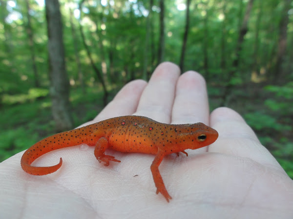 Red-spotted Newt (Red Eft) | Project Noah