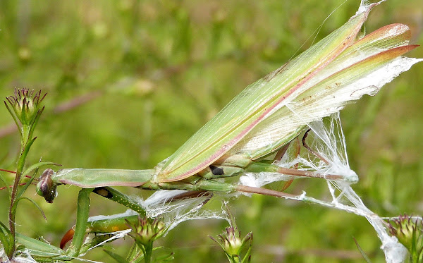 Banded Garden Spider w/Praying Mantis | Project Noah
