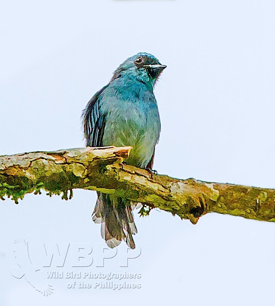 Mountain Verditer Flycatcher | Project Noah