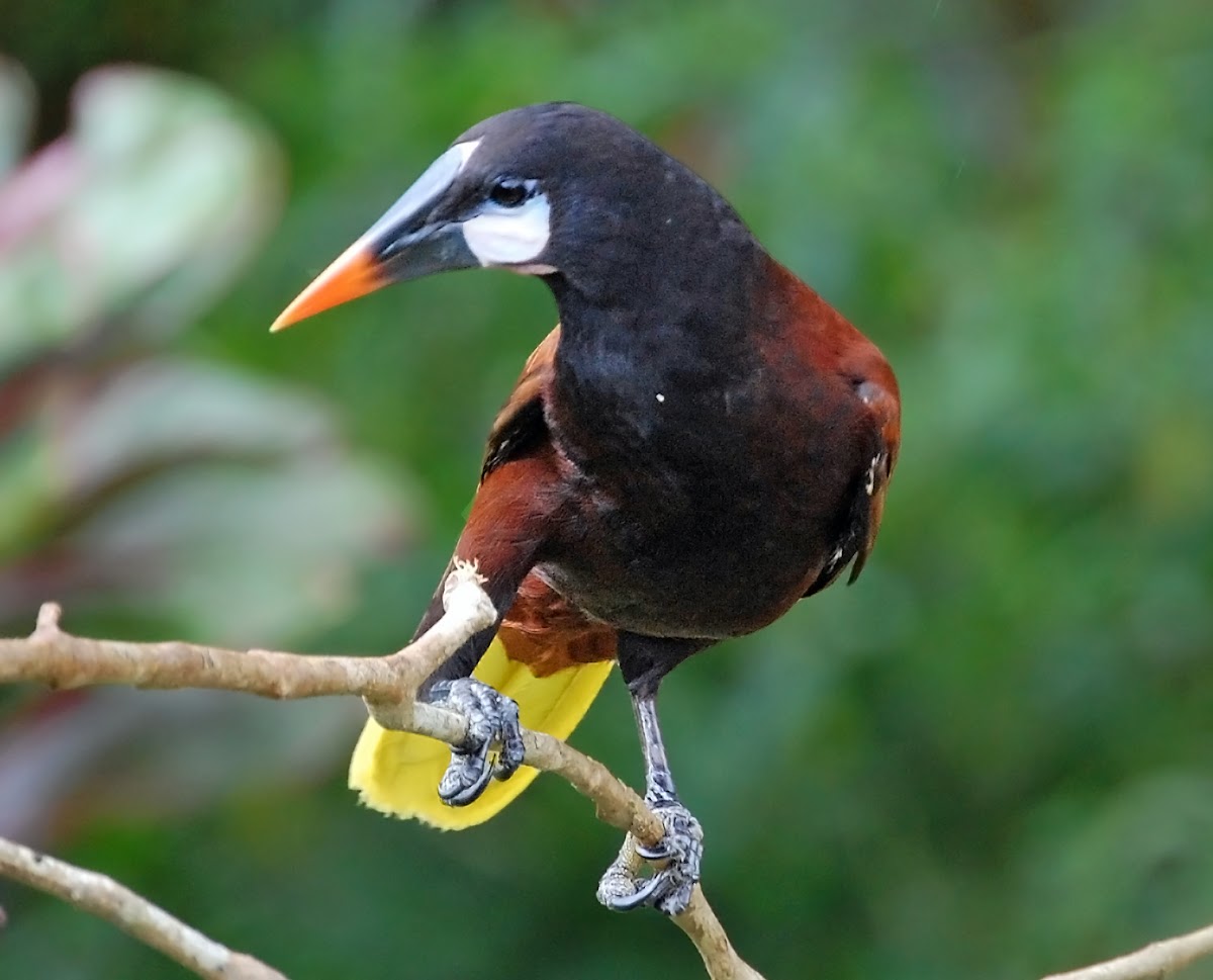 Montezuma oropendola | Project Noah