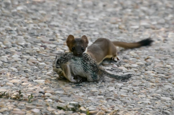 Short-tailed Weasel | Project Noah