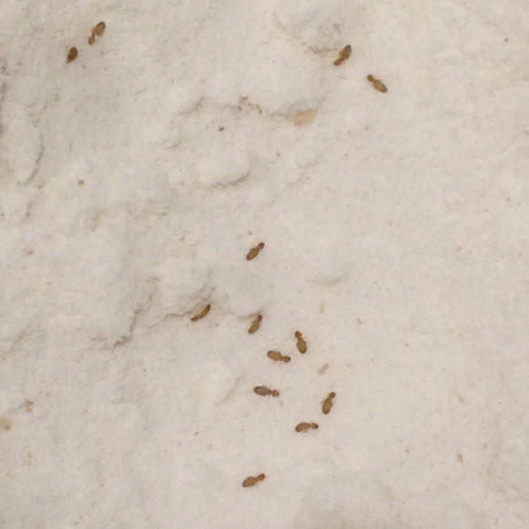 Book lice | Project Noah