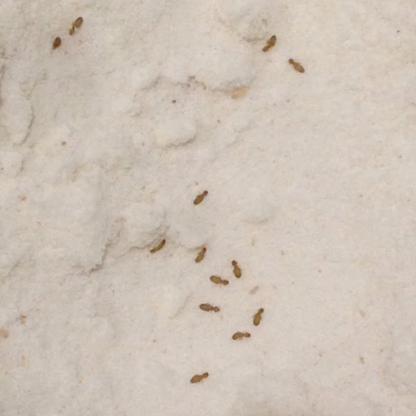 Book lice | Project Noah