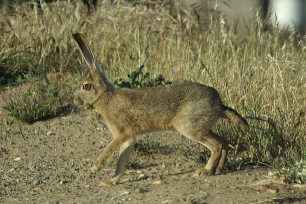 Black-tailed Jackrabbit | Project Noah