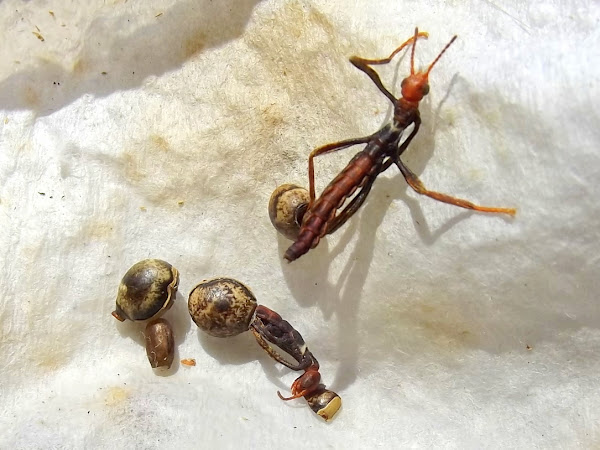 Hatching spiny leaf insect | Project Noah