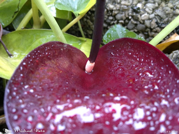 Perennial Dwarf Voodoo Lily | Project Noah