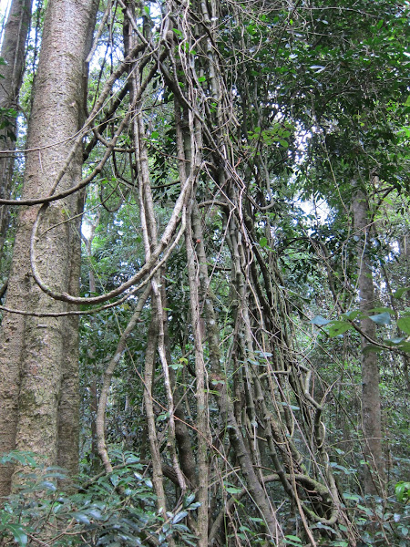 Lianas | Project Noah