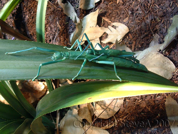 Peppermint Stick Insect? | Project Noah
