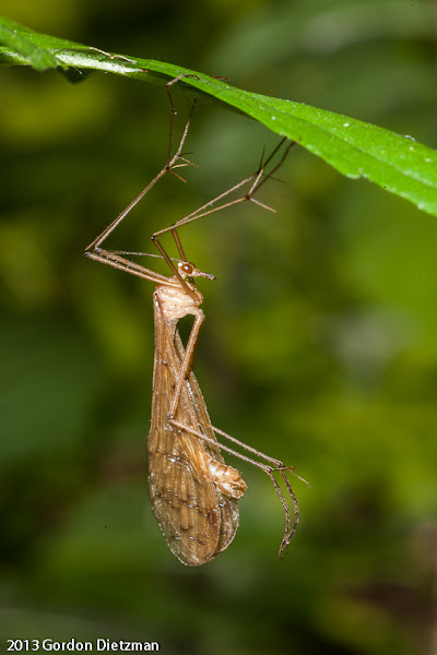 Hangingfly | Project Noah