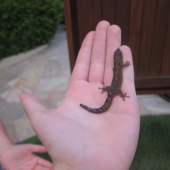 Indopacific Tree Gecko | Project Noah