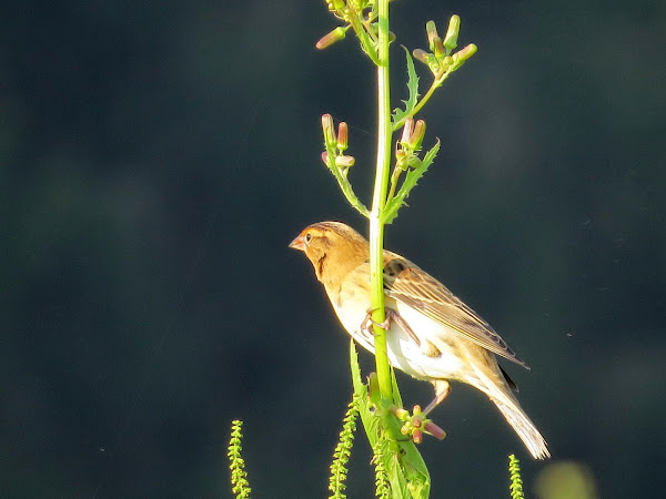 Bobolink (female) | Project Noah