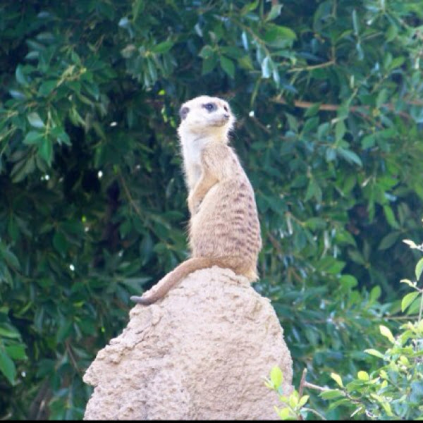 Meerkat | Project Noah