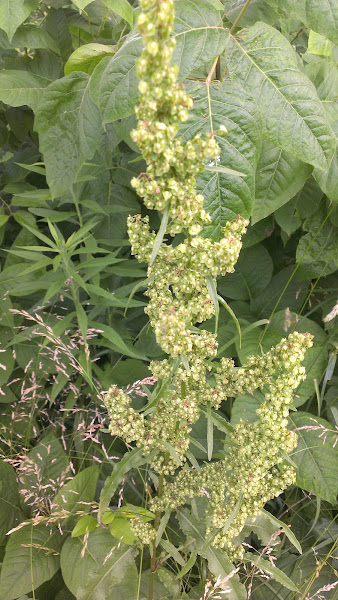 Pigweed? | Project Noah