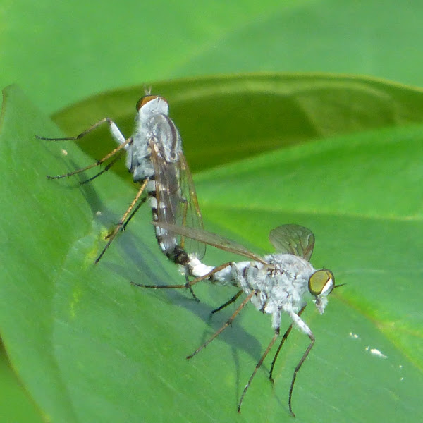 Robber Fly | Project Noah