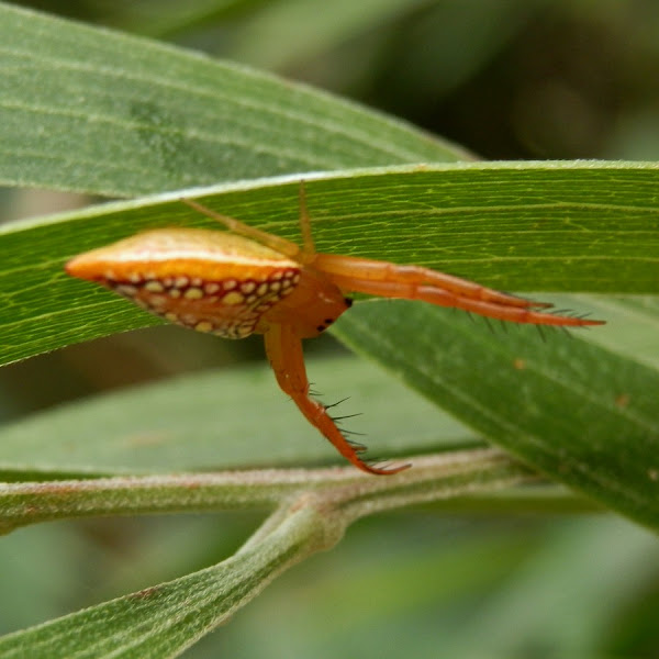 Triangular Spider | Project Noah