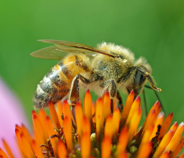 European honey bee | Project Noah