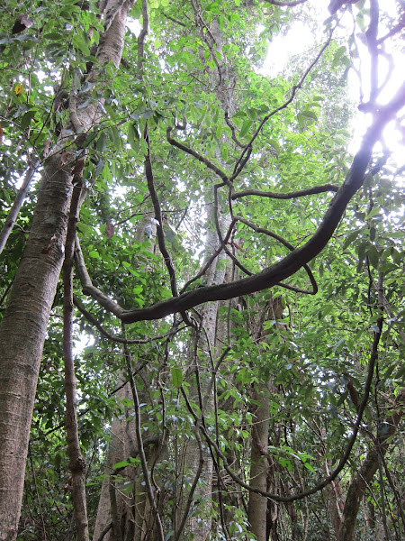 Lianas | Project Noah