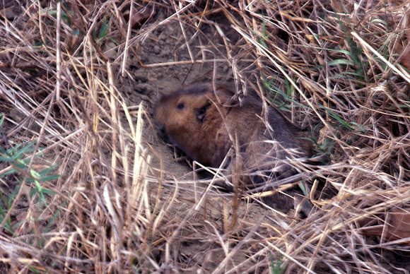 Botta's Pocket Gopher | Project Noah