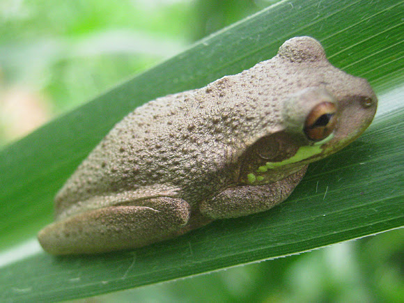 Cuban Treefrog | Project Noah