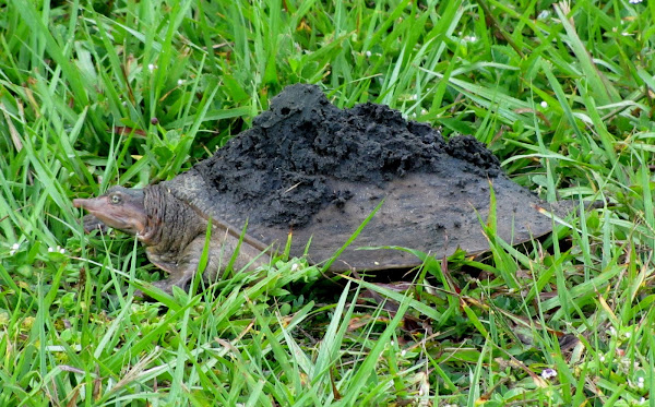 Florida Softshell | Project Noah