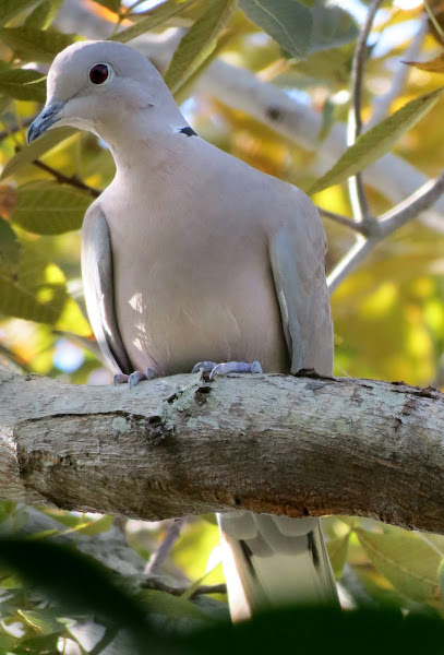 Collared dove | Project Noah