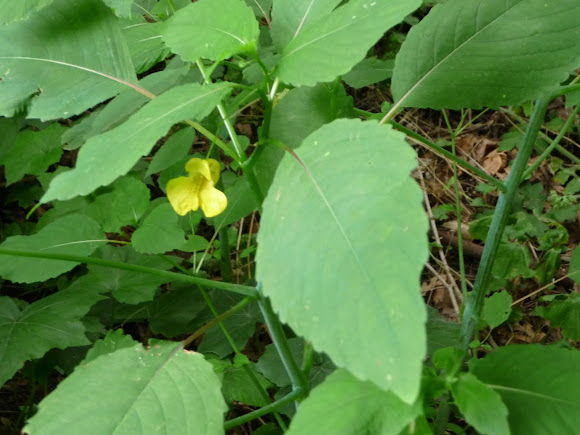 yellow jewelweed | Project Noah