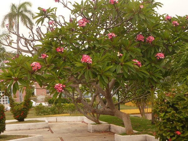 Flor de Mayo | Project Noah