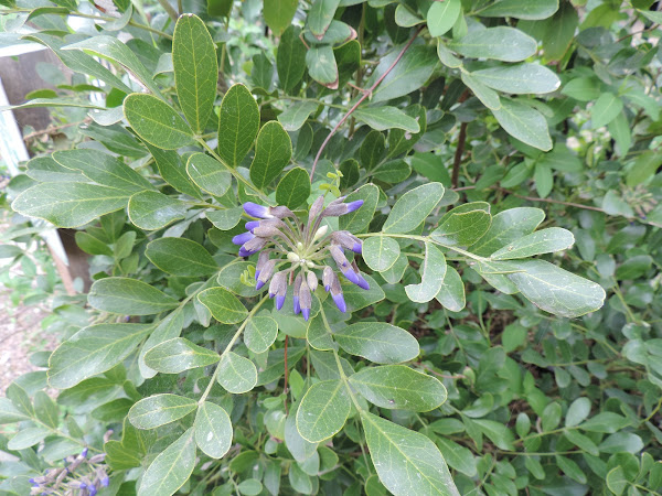 Texas Mountain Laurel, Mescal Bean | Project Noah