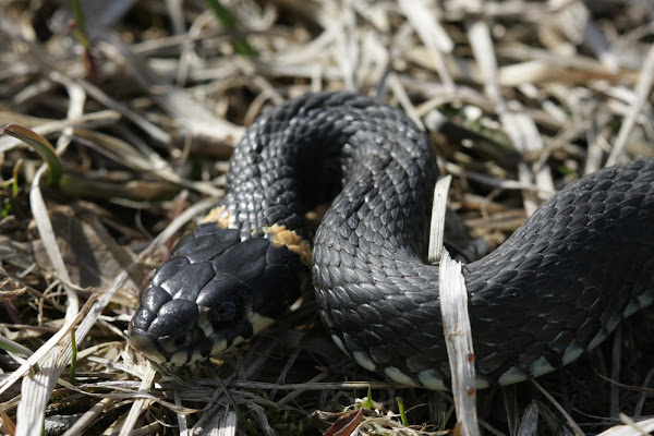 European Grass Snake | Project Noah