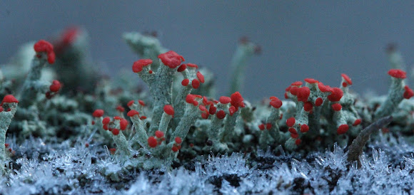British Soldier Lichen | Project Noah