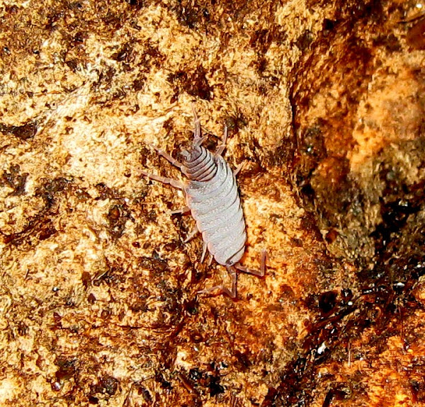 Cave Isopod | Project Noah
