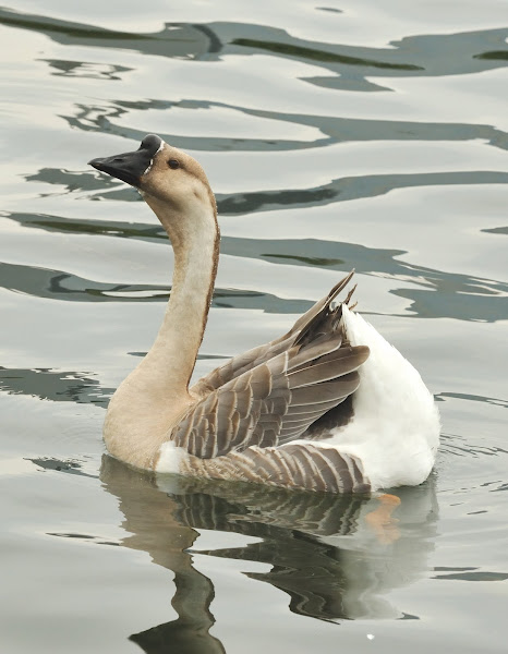 swan goose | Project Noah