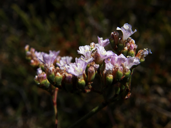 Limonio | Project Noah