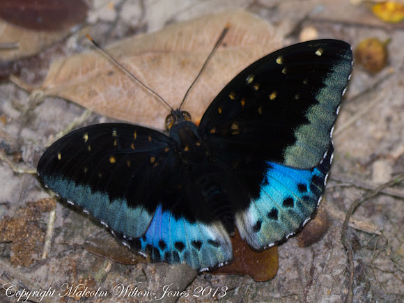 Archduke Butterfly | Project Noah