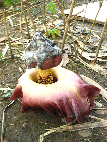 Pungapung (Elephant Foot Yam) | Project Noah
