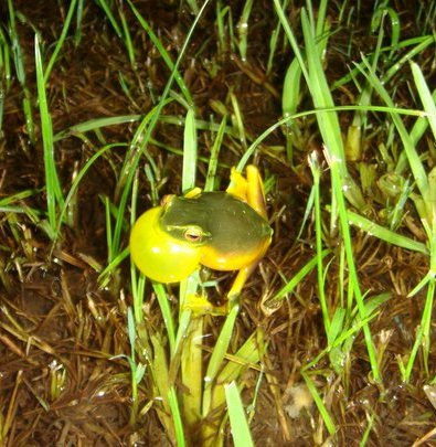 Graceful Tree Frogs | Project Noah