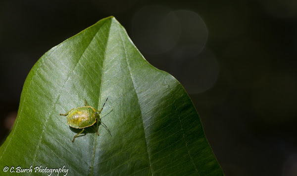 Green Stink Bug | Project Noah