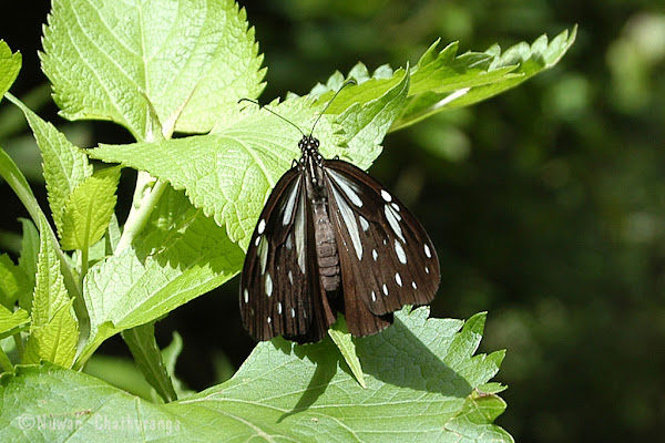 Ceylon Tiger | Project Noah