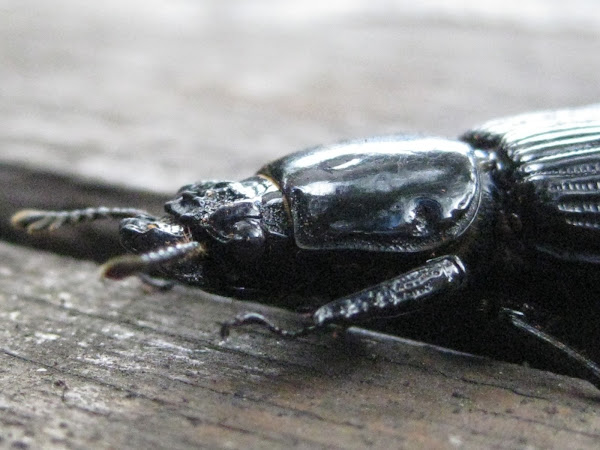 Passalid Beetle | Project Noah